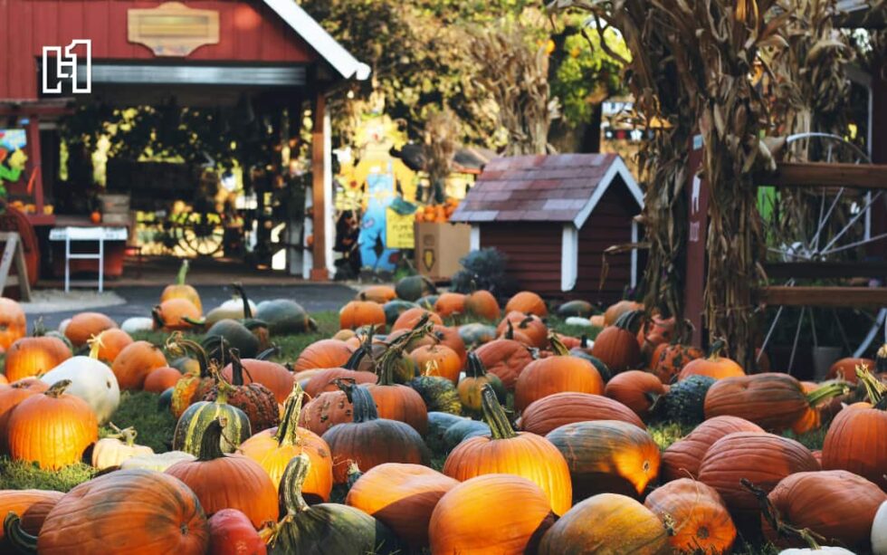 6 Best Pumpkin Patches Near Omaha to Visit This Fall | Hurrdat ONE